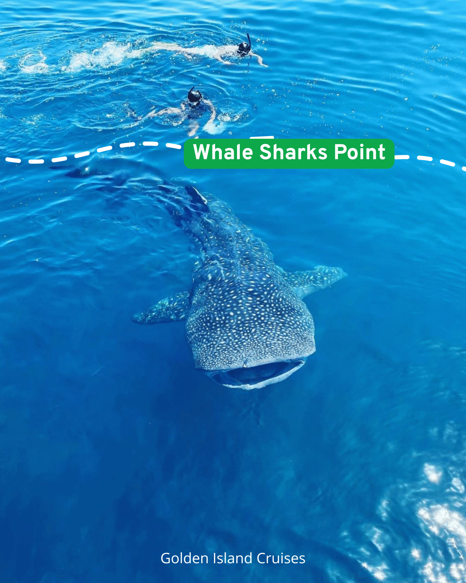 Golden Island Cruises | Saleh Bay: Swim with Majestic Whale Sharks in ...