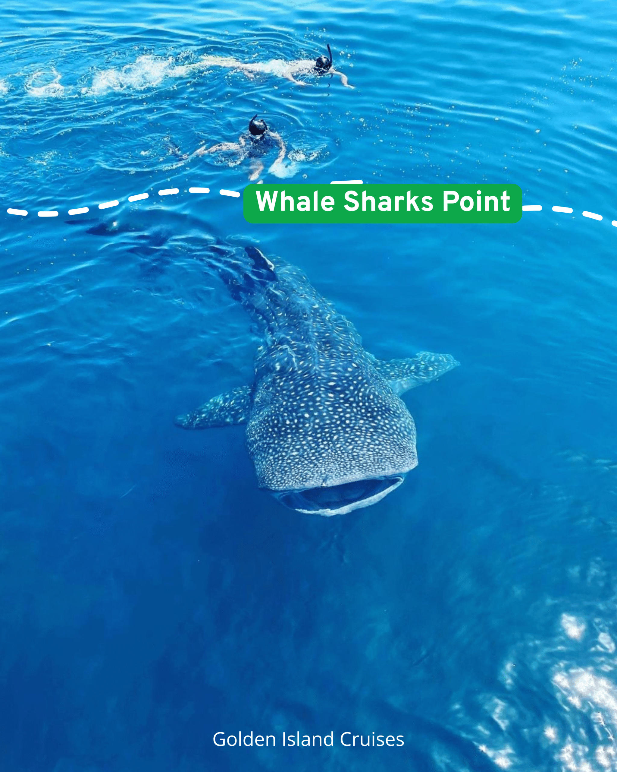 Golden Island Cruises | Saleh Bay: Swim with Majestic Whale Sharks in ...