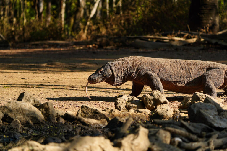 Golden Island Cruises | How Komodo Dragons Reproduce: An Extraordinary ...