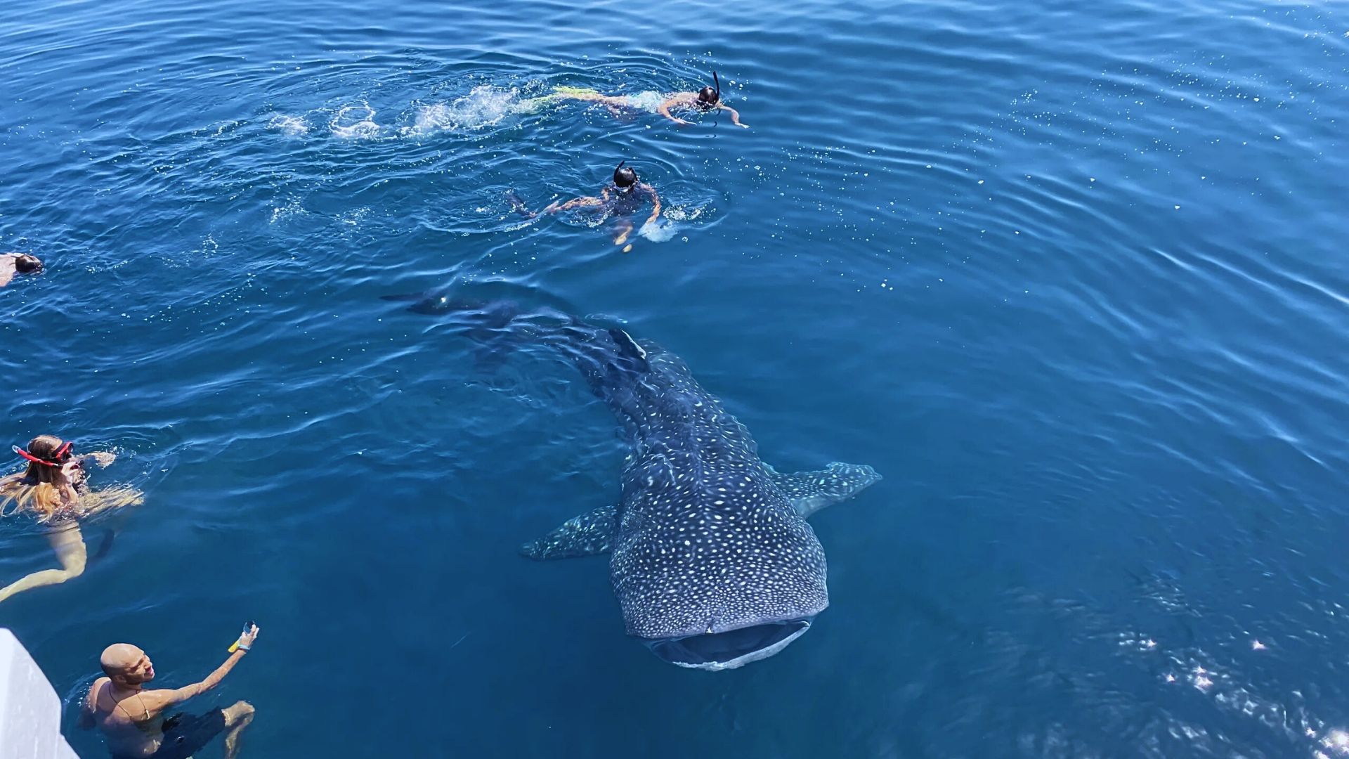 Golden Island Cruises | Saleh Bay: Exploring the Beauty of Whale Sharks ...